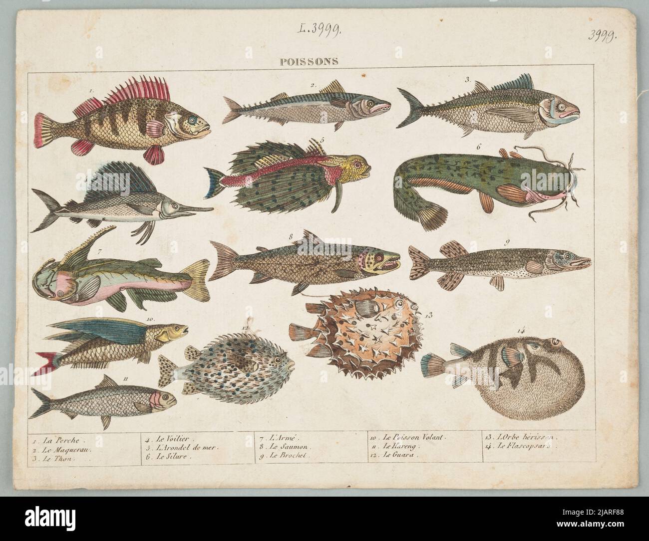 Poisson Plasza from the unknown album W A collection of boards from ...