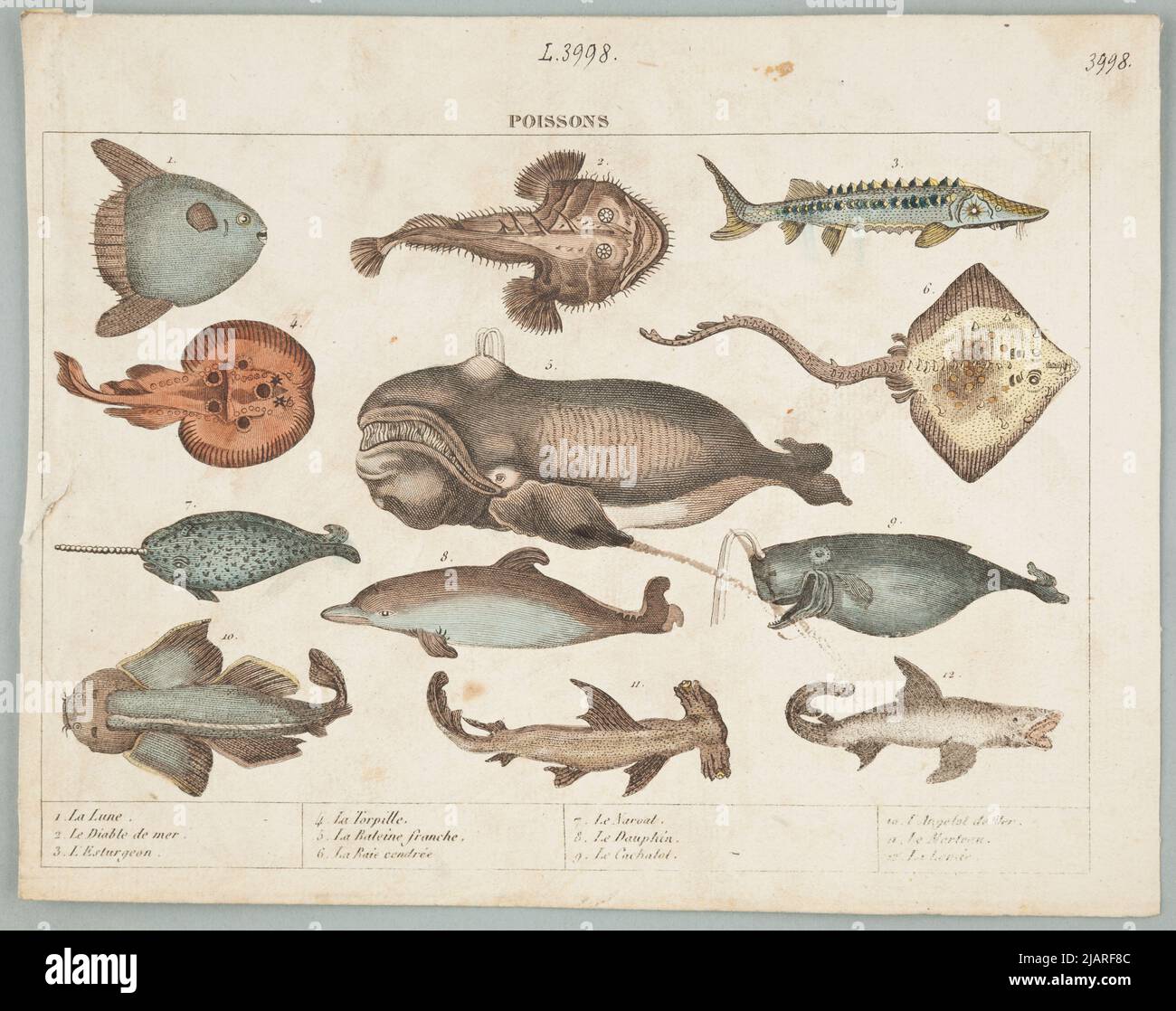 Poisson Plasza from the unknown album W A collection of boards from ...