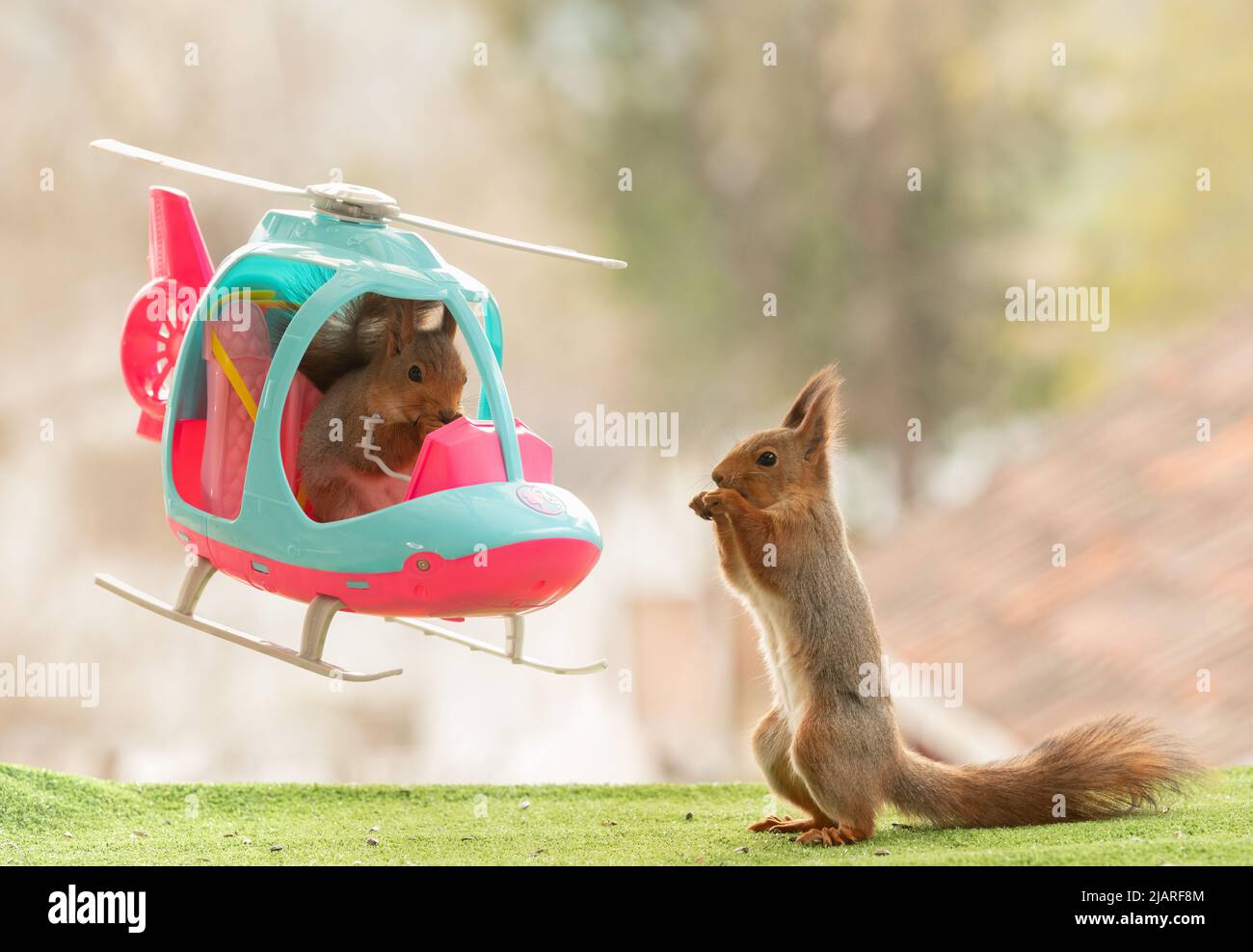 Animal transport helicopter hi-res stock photography and images - Alamy