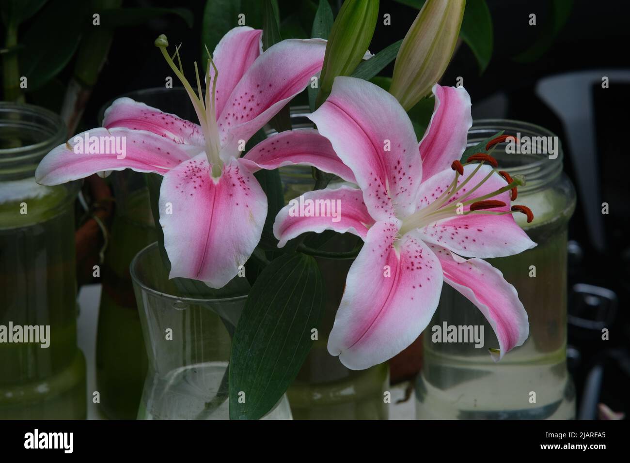 Flowers and bess in the garden Stock Photo - Alamy
