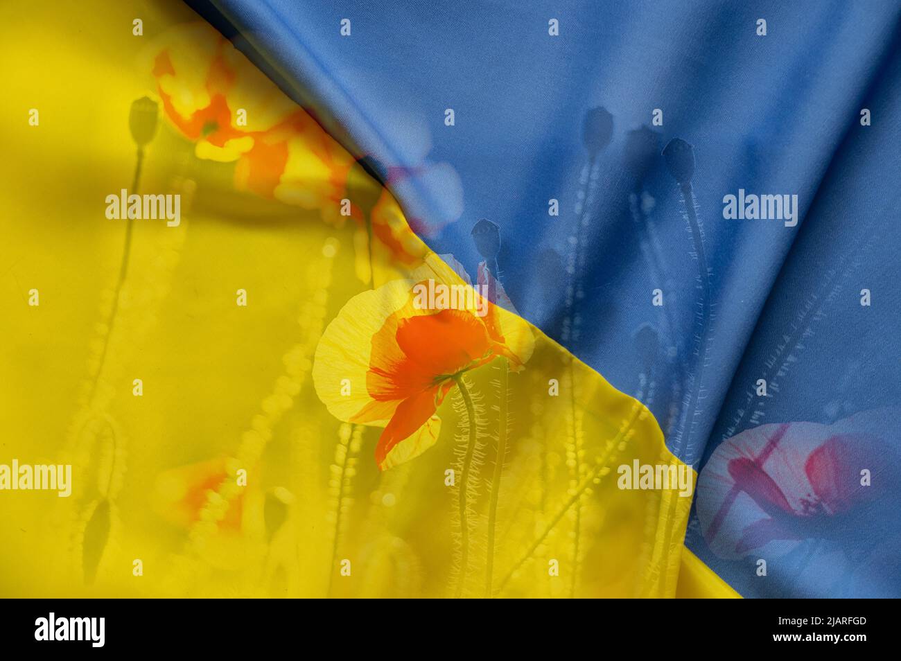 National flag of ukraine yellow blue and red poppy flowers in poly in ...