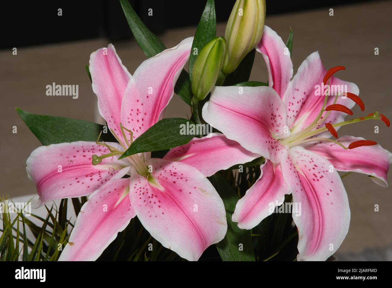 Flowers and bess in the garden Stock Photo - Alamy