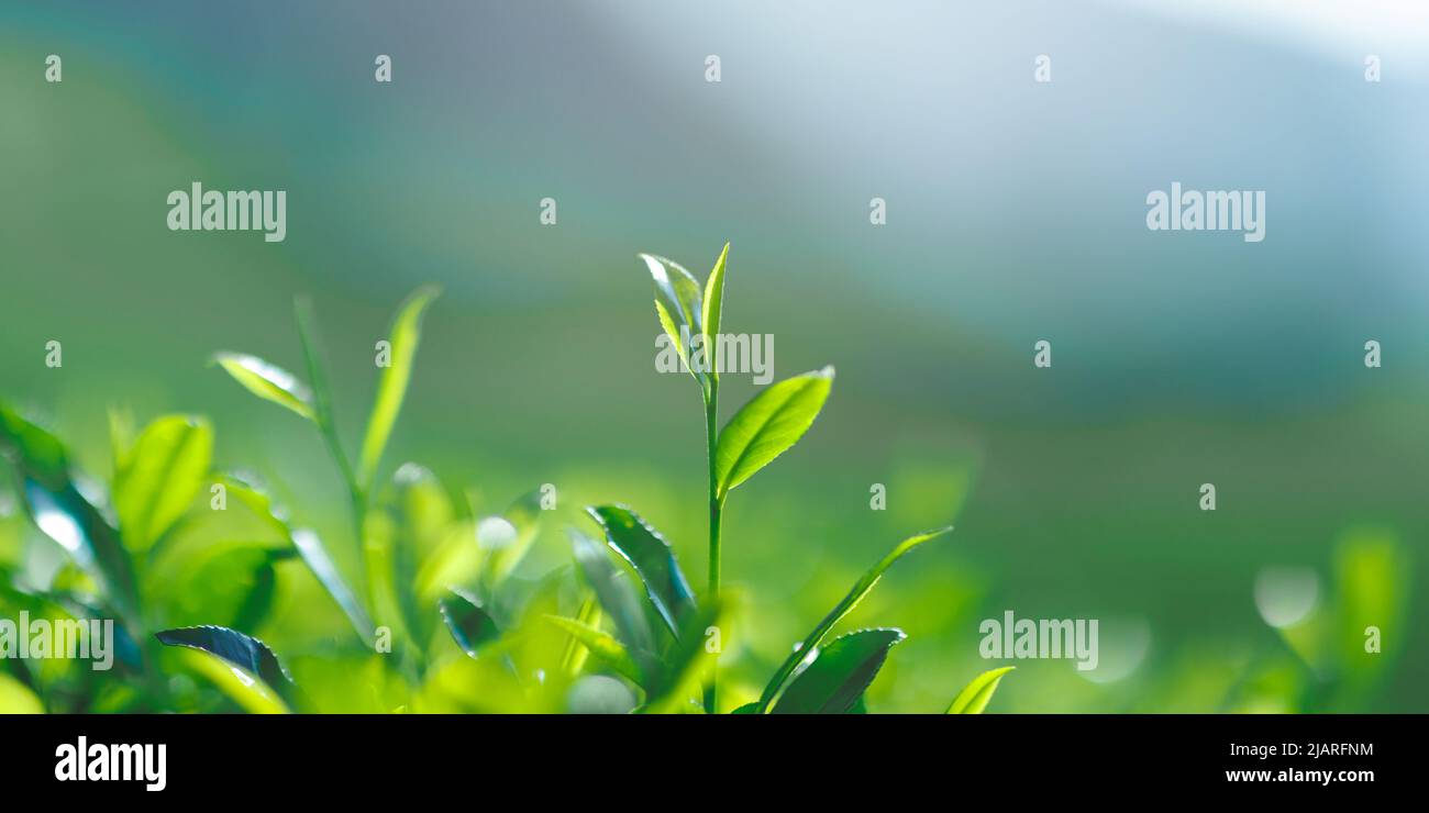 Close-up fresh perfect tea bud and leaves on tea plantation natural ...