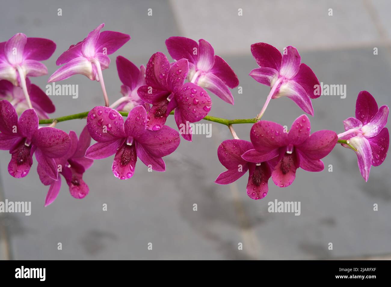 Flowers and bess in the garden Stock Photo - Alamy
