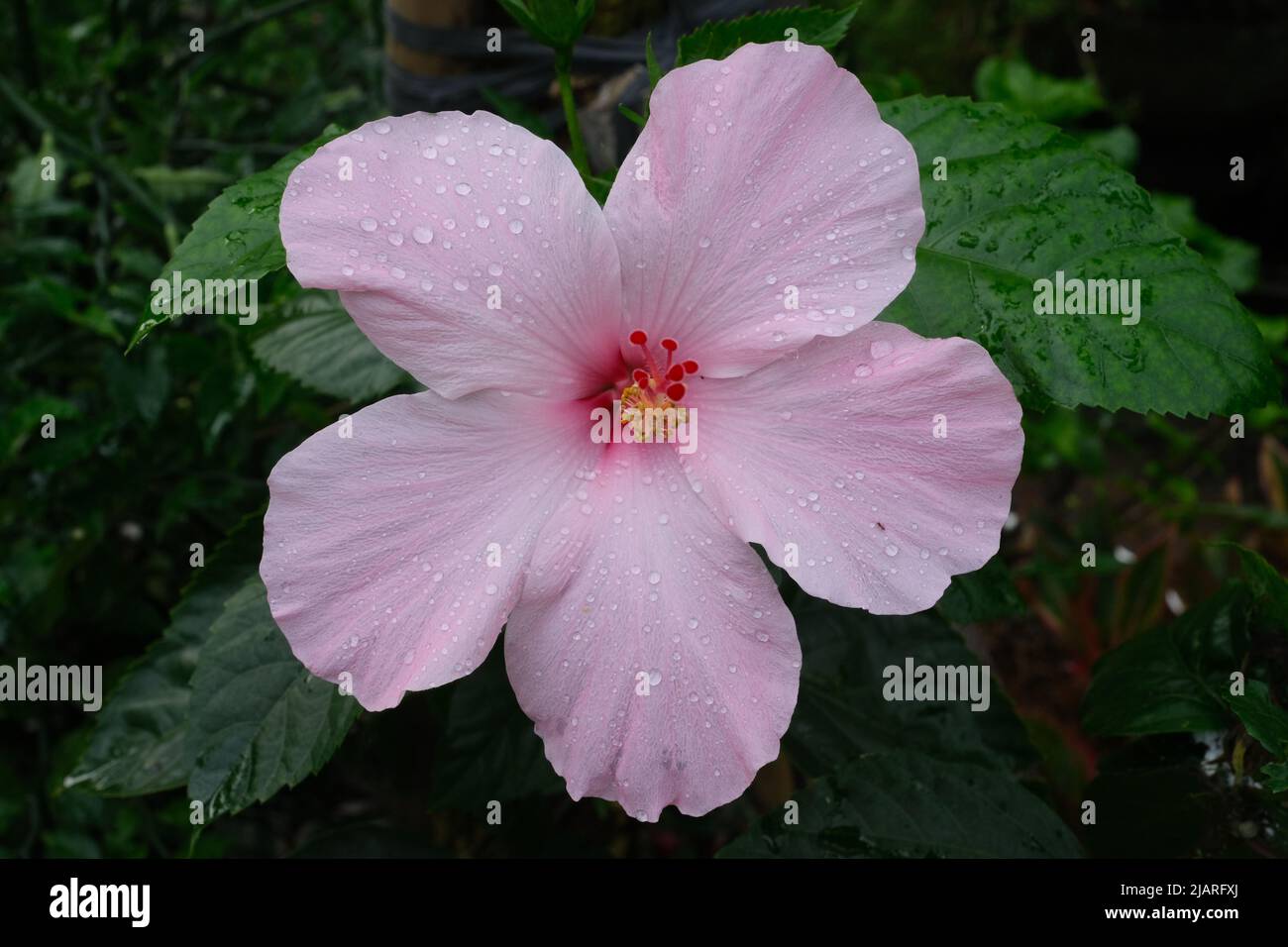 Flowers and bess in the garden Stock Photo - Alamy
