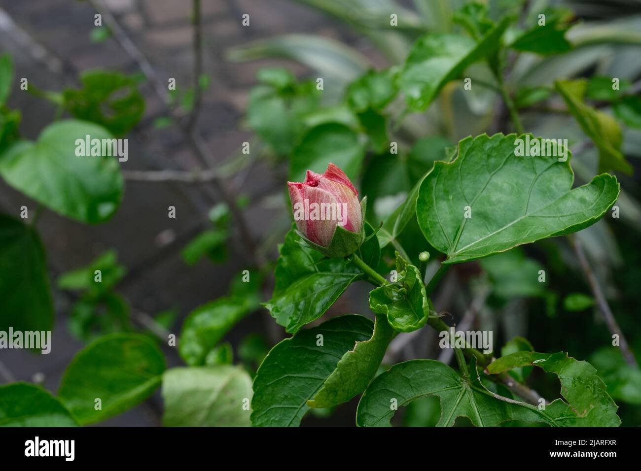 Flowers and bess in the garden Stock Photo - Alamy