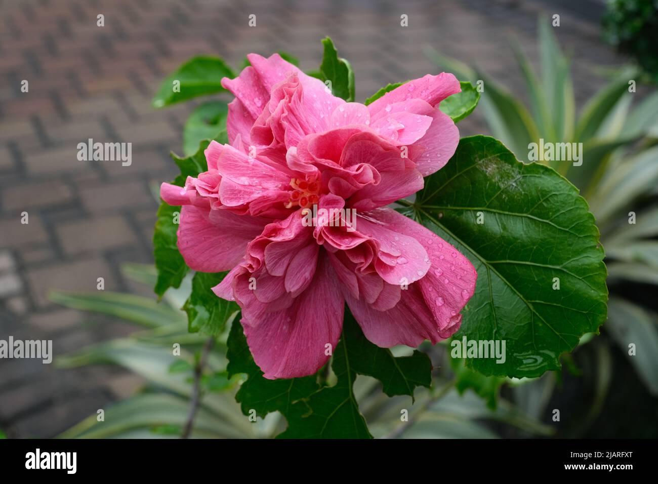 Flowers and bess in the garden Stock Photo - Alamy