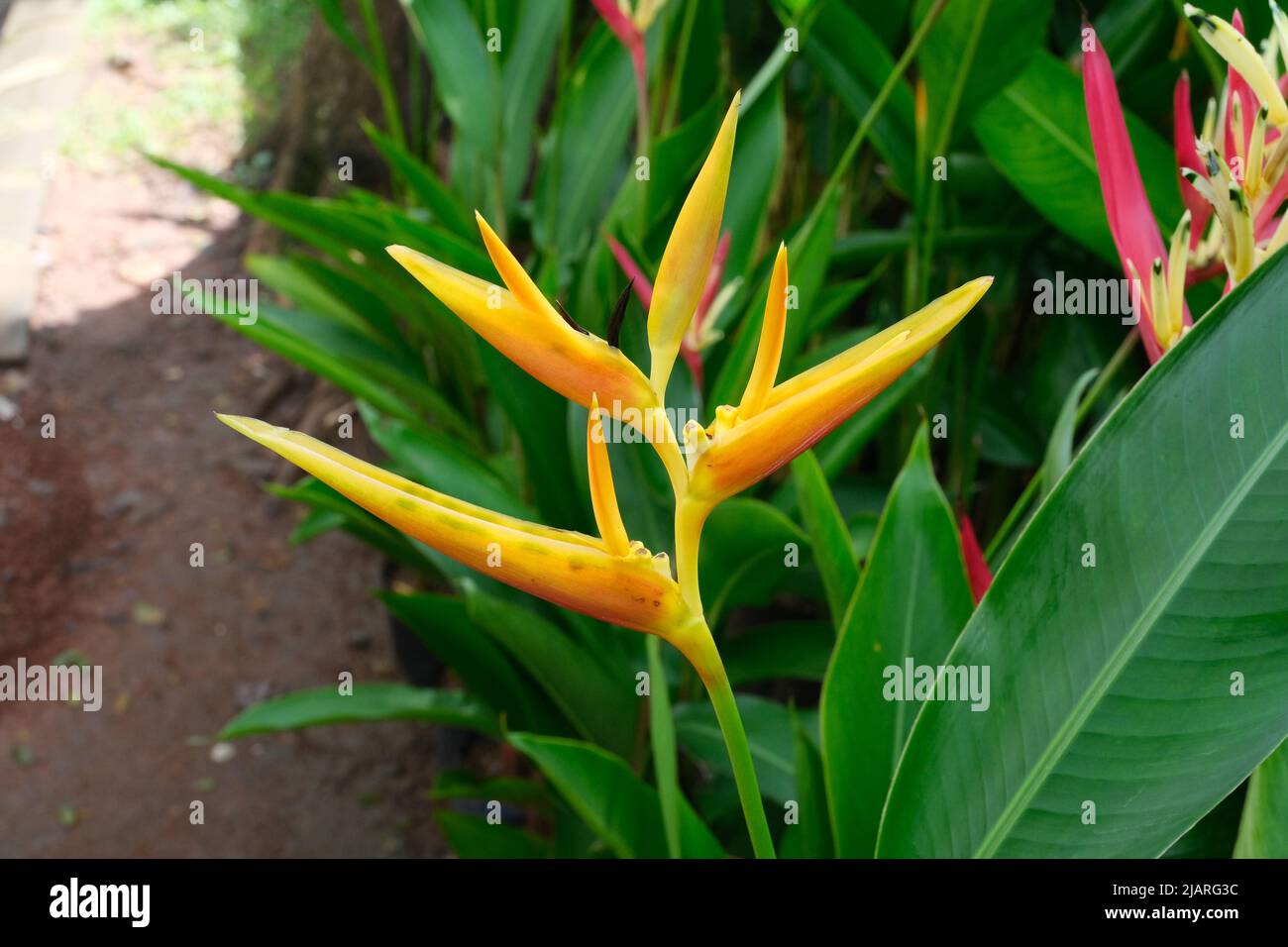 Flowers and bess in the garden Stock Photo - Alamy