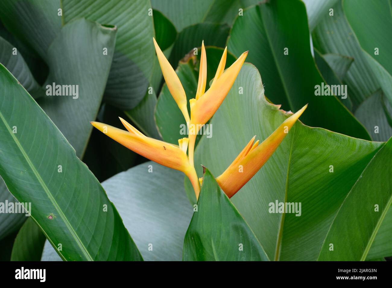 Flowers and bess in the garden Stock Photo - Alamy