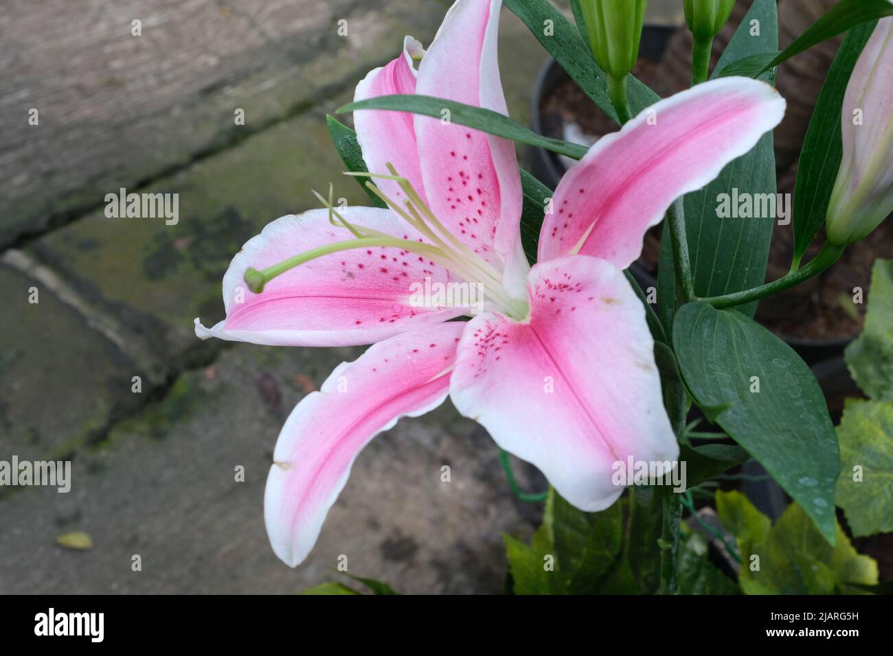 Flowers and bess in the garden Stock Photo - Alamy