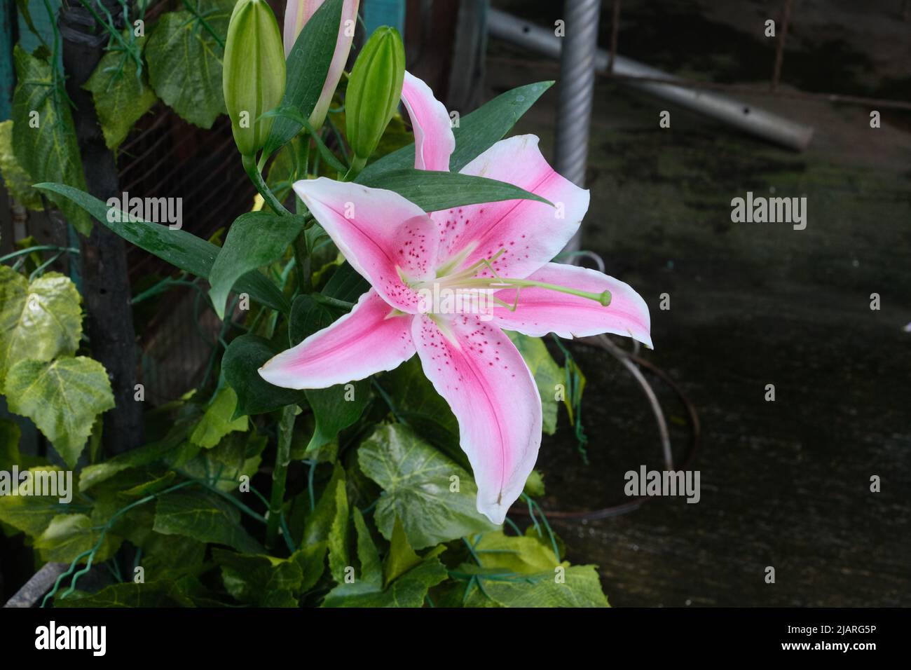Flowers and bess in the garden Stock Photo - Alamy