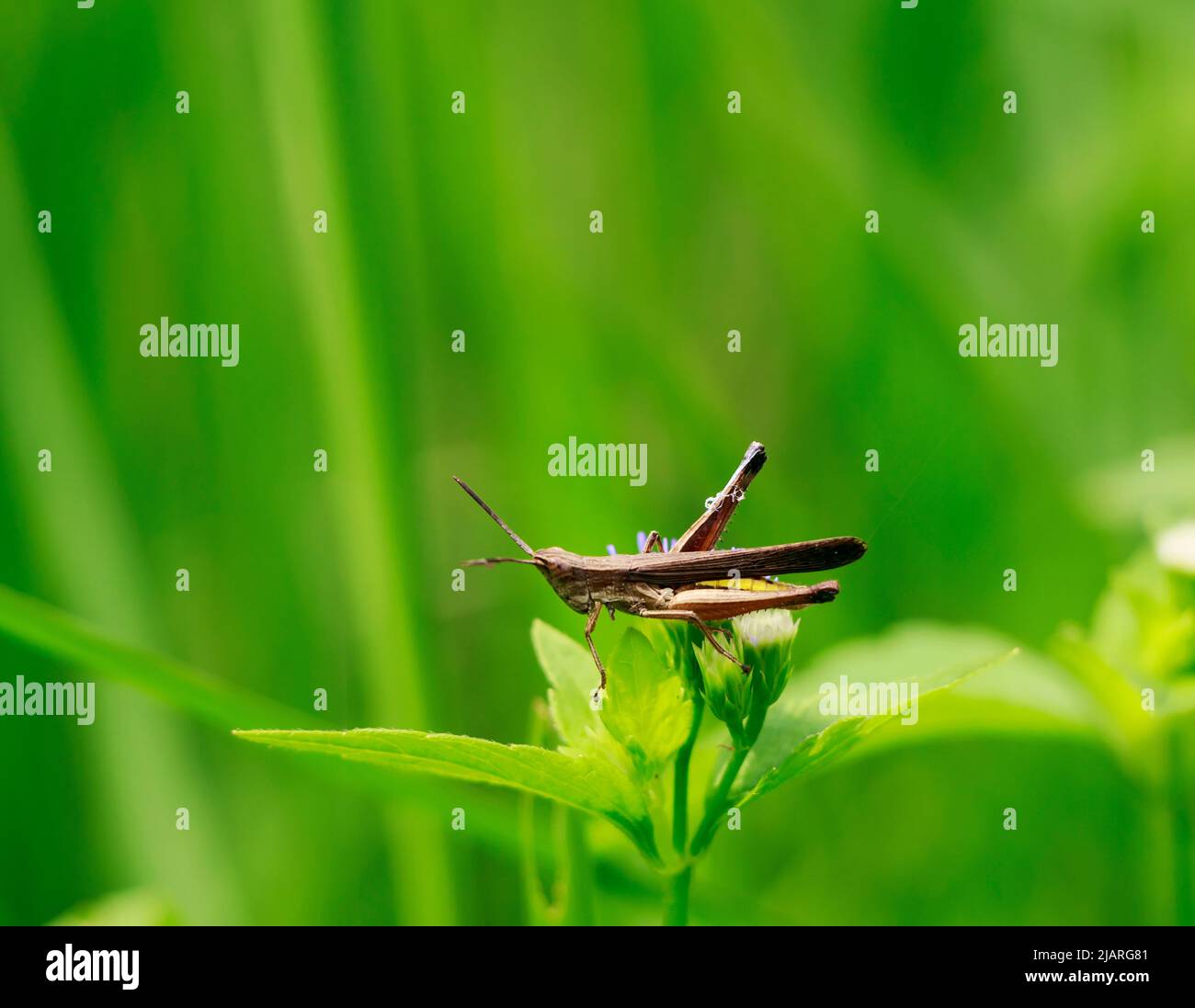 Photografi macro hi-res stock photography and images - Alamy