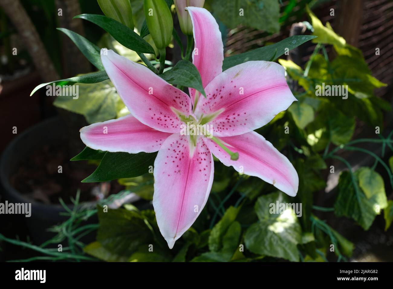 Flowers and bess in the garden Stock Photo - Alamy