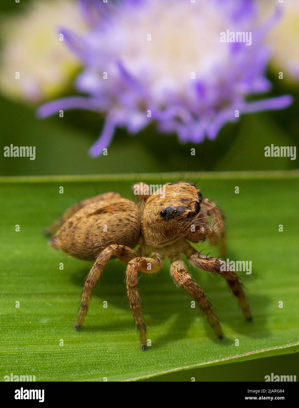 Macro spesies hi-res stock photography and images - Alamy
