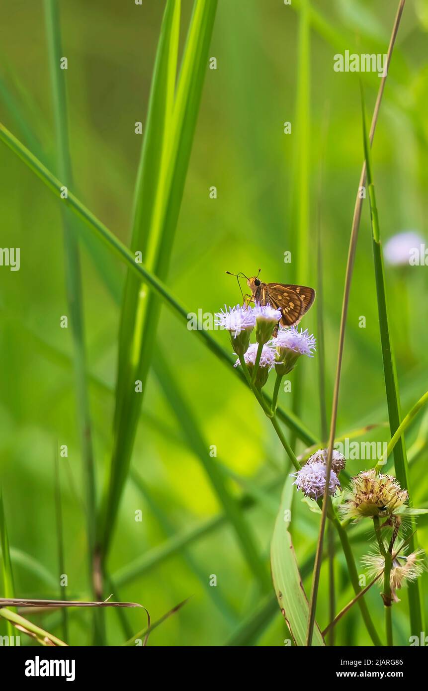 Butterfly jungle hi-res stock photography and images - Alamy