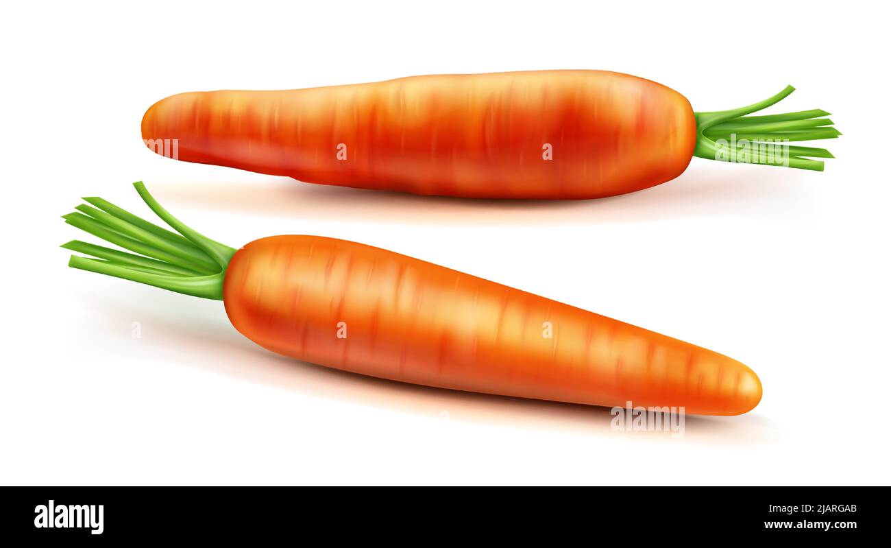 Carrot vector isolated illustration. Orange vegetable with green leaves ...