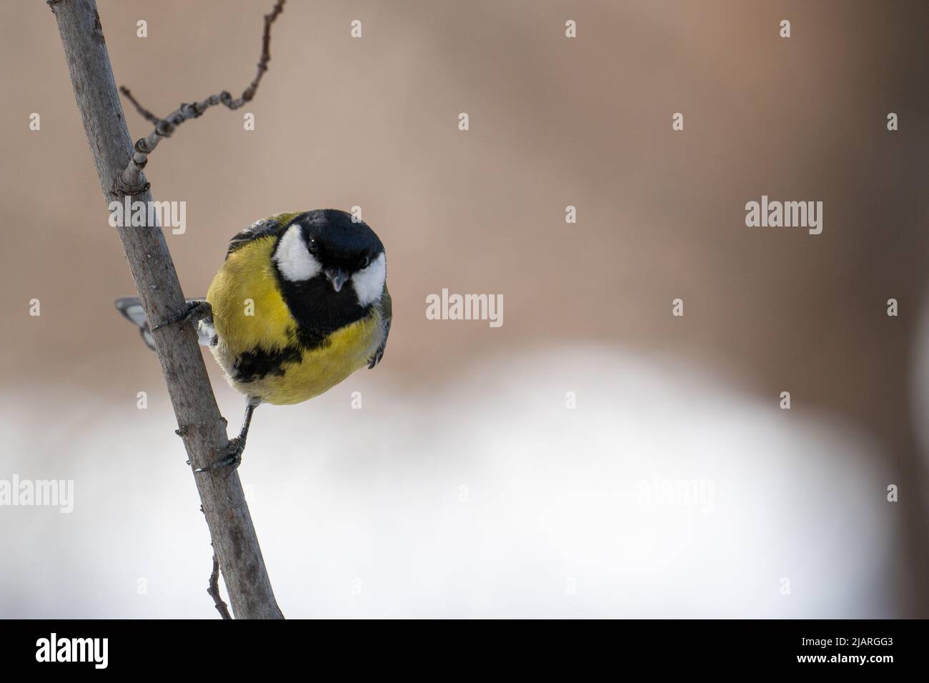 A lone bright yellow songbird tit sits on a branch in the forest. Close ...
