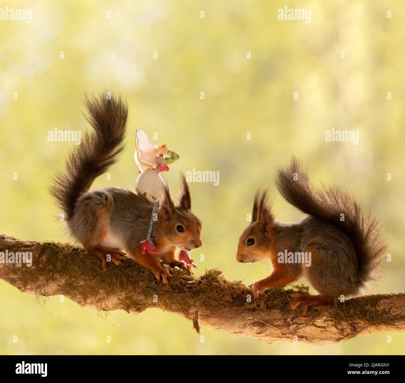 Fairy tale squirrel hi-res stock photography and images - Alamy