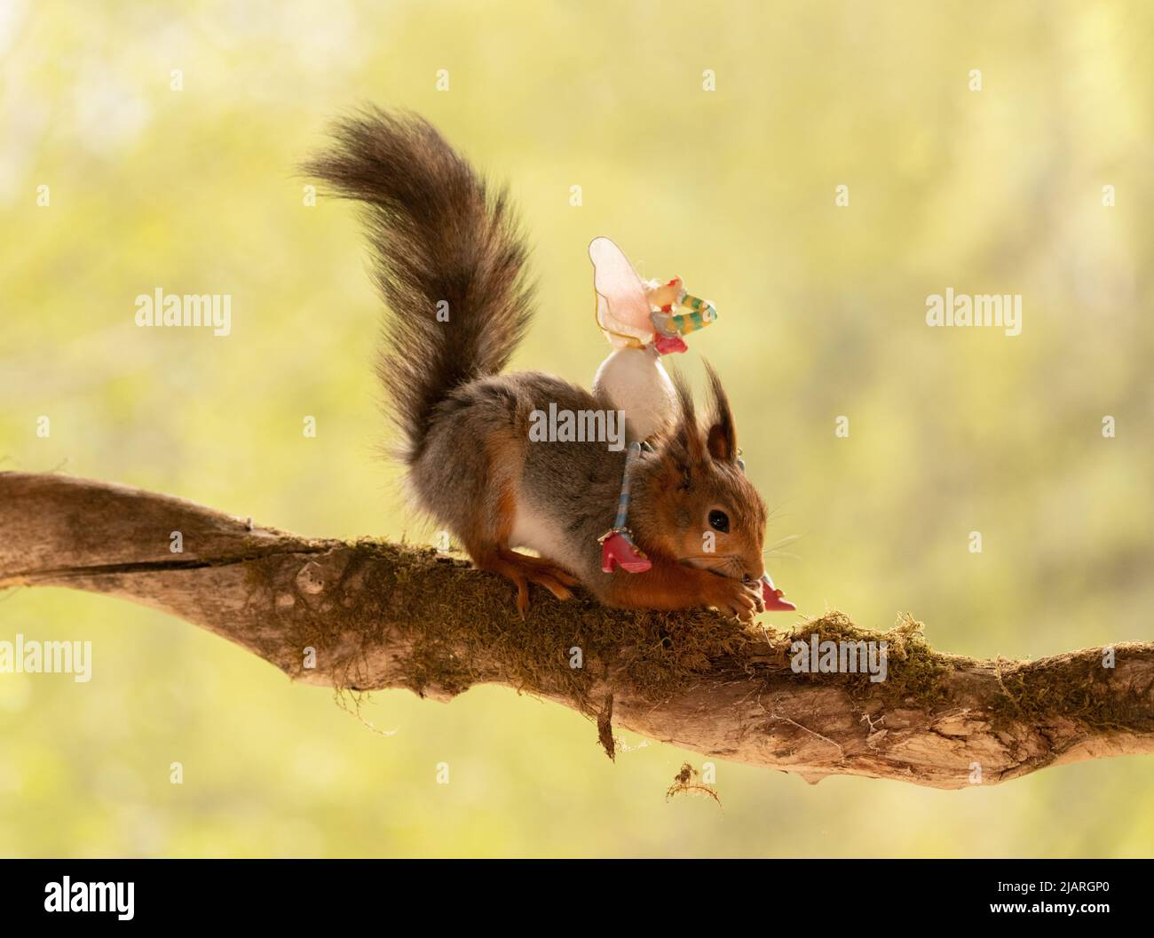 Sprite mythical creature hi-res stock photography and images - Alamy
