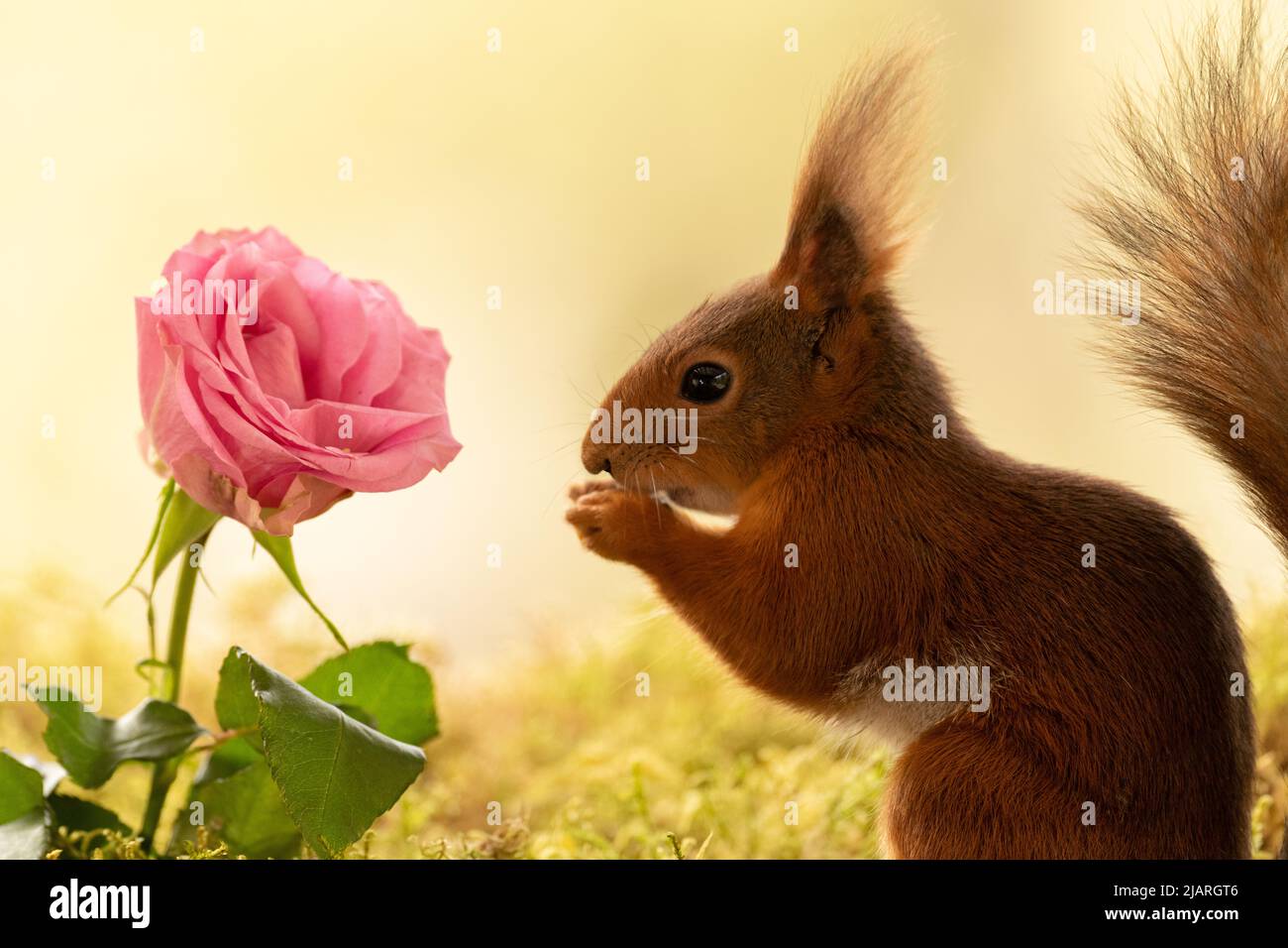 Red Squirrel with a rose Stock Photo - Alamy