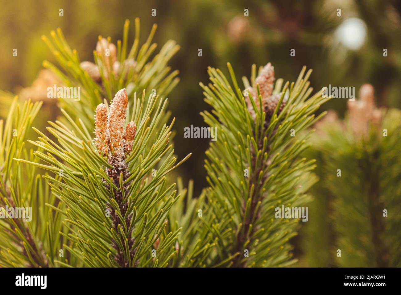 Young spruce and pine regrowth grew on plot. Afforestation. Small young ...