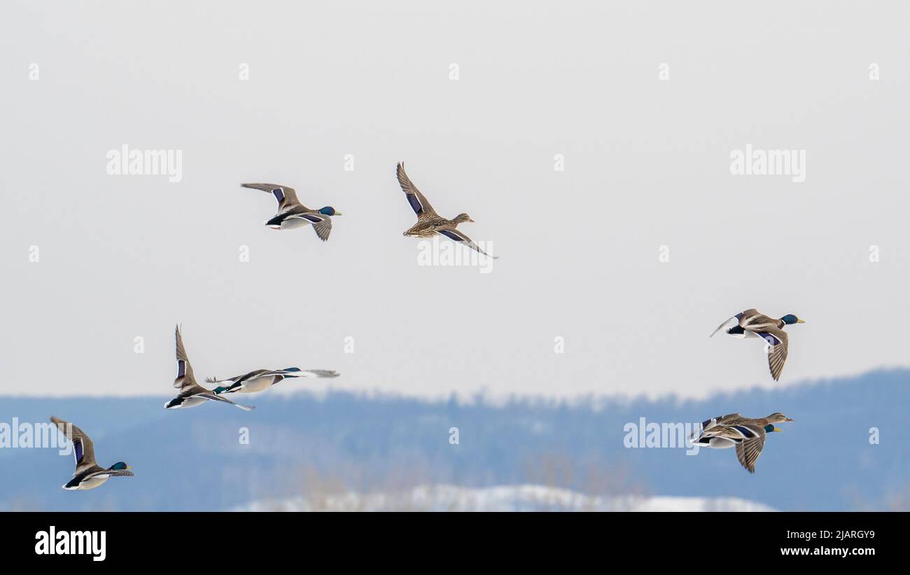 A group of wild ducks flies across the blue sky. A flock of ducks ...