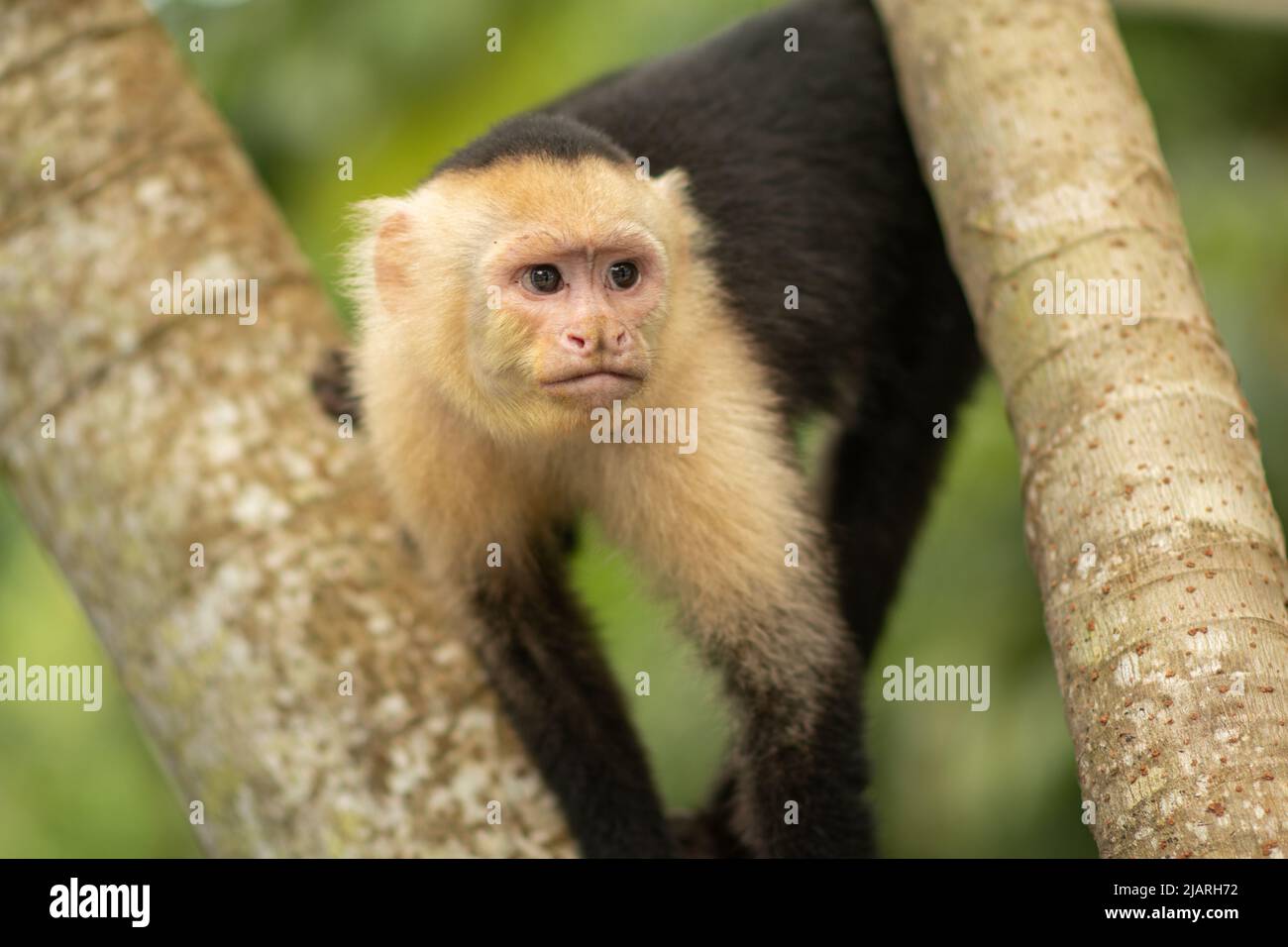 White-head capuchin monkey in Costa Rica Stock Photo - Alamy