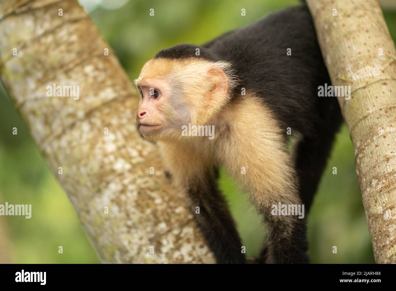 White-head capuchin monkey in Costa Rica Stock Photo - Alamy