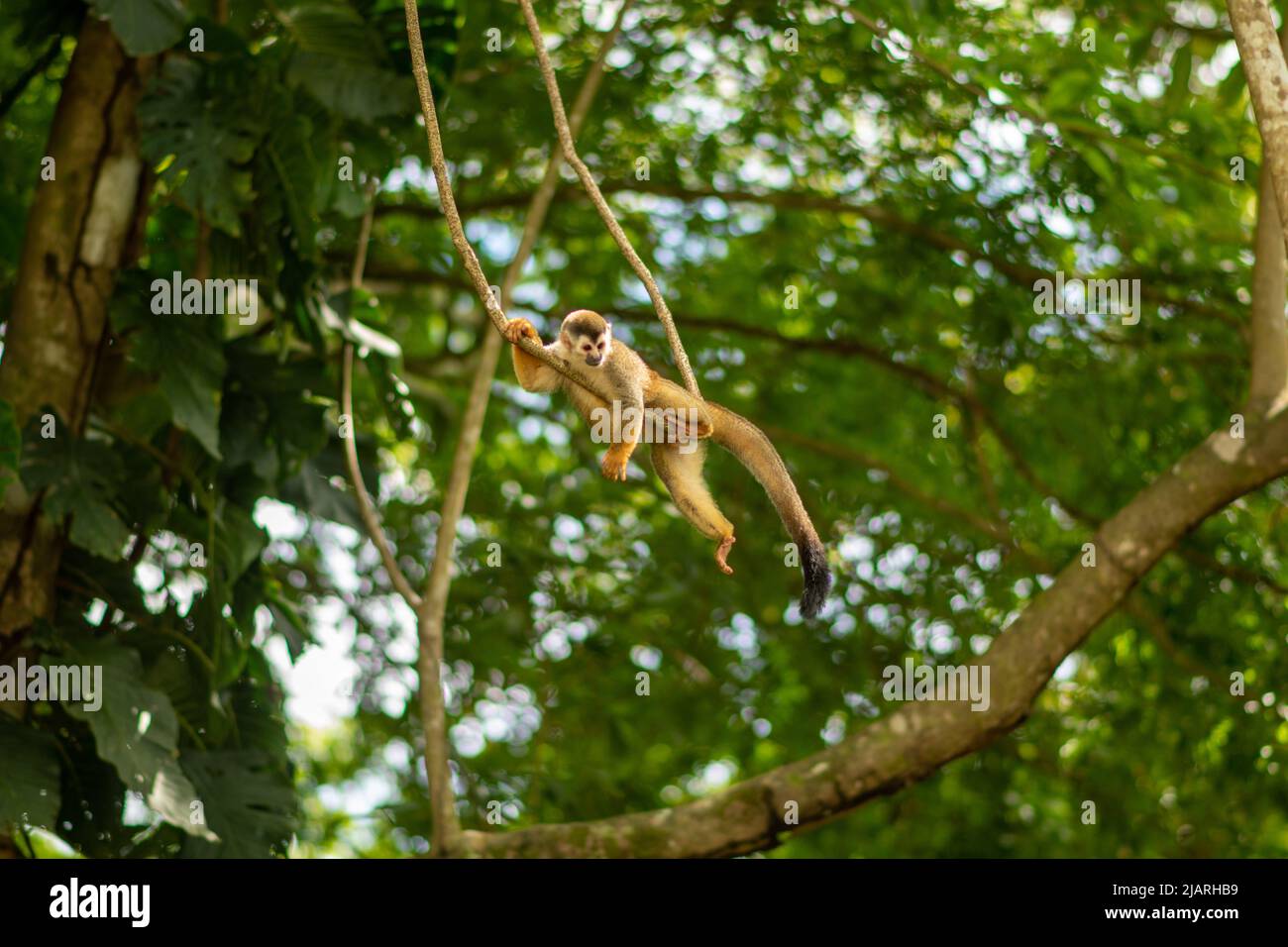 Monkey in costa hi-res stock photography and images - Alamy