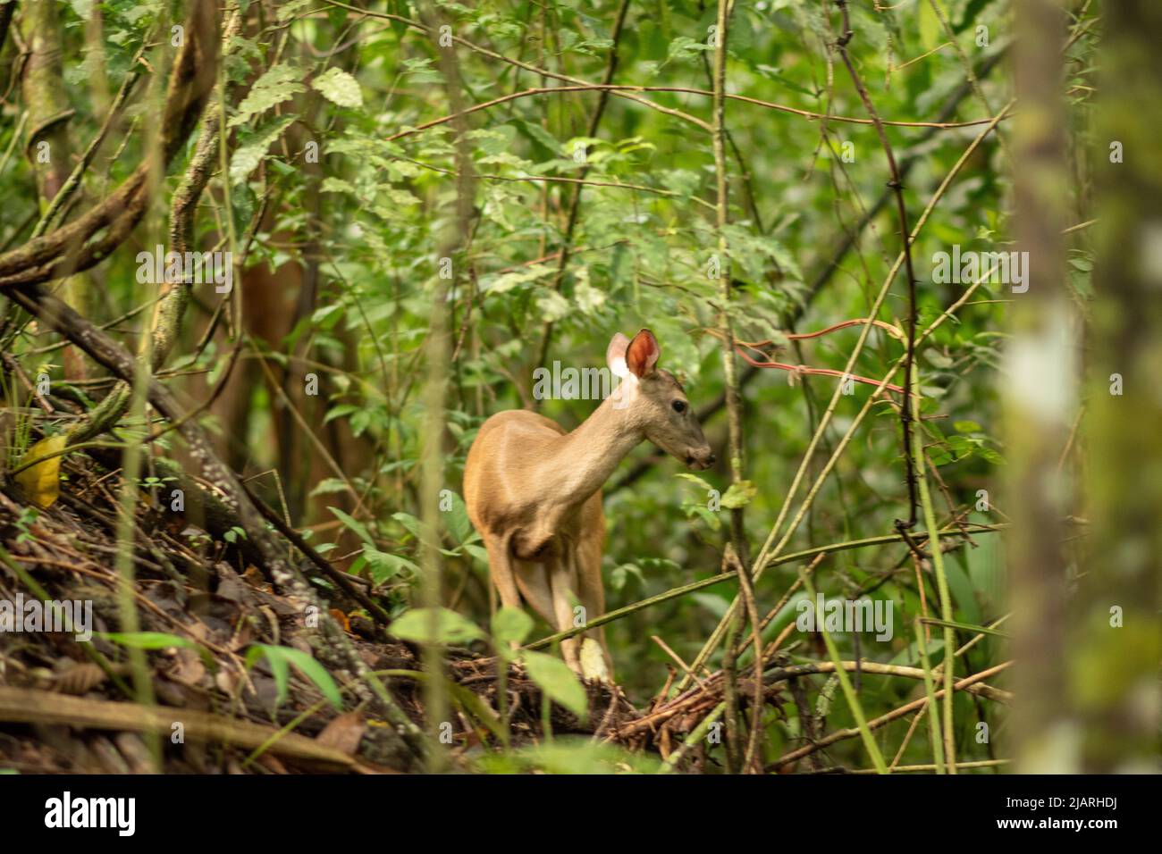 White tailed deer in the jungle at Costa Rica Stock Photo - Alamy
