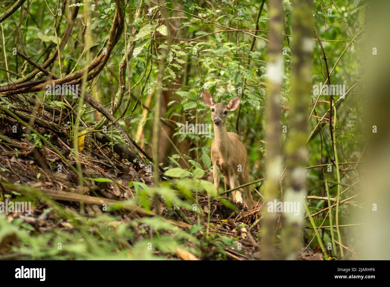 White tailed deer in the jungle at Costa Rica Stock Photo - Alamy