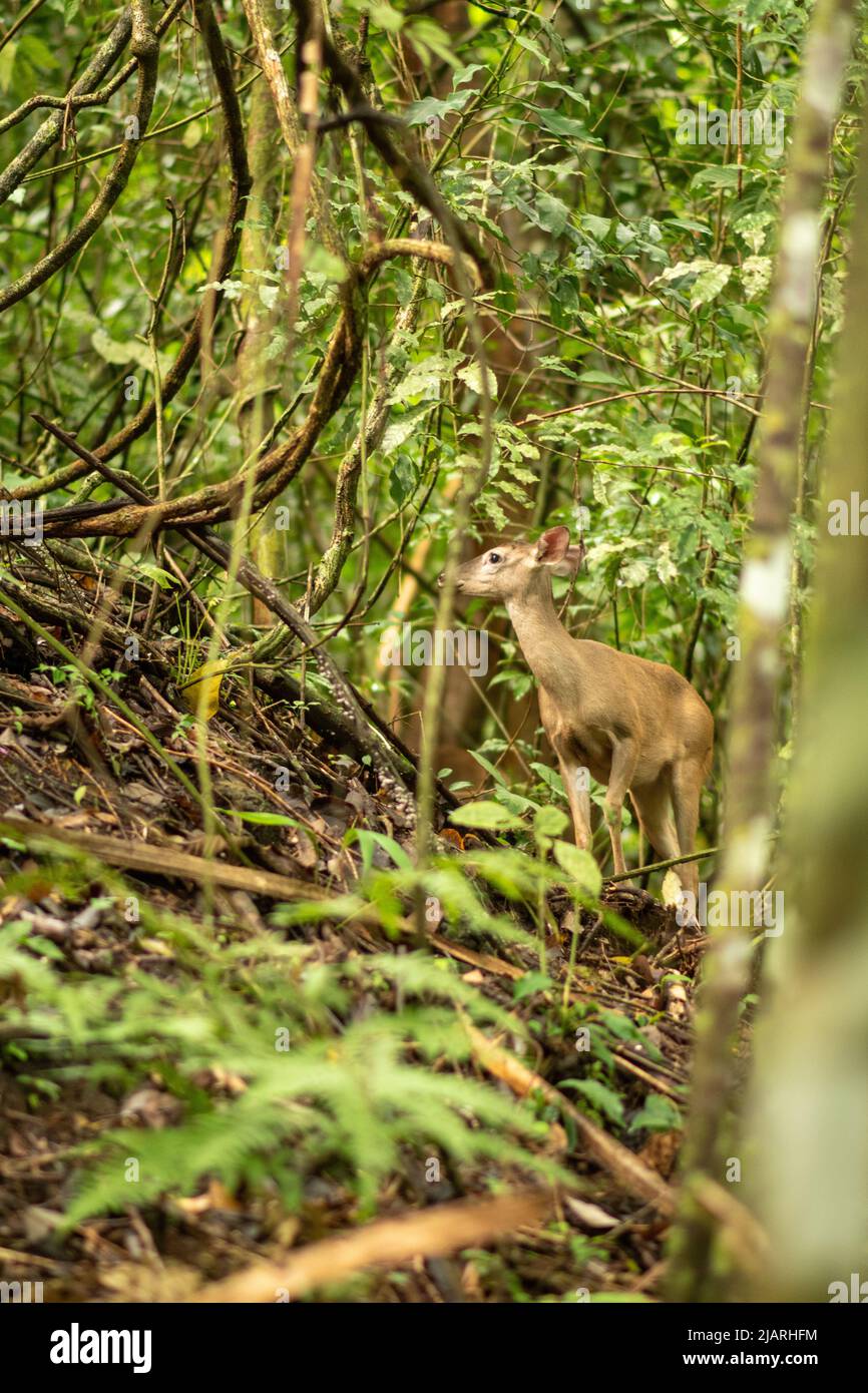 White tailed deer in the jungle at Costa Rica Stock Photo - Alamy