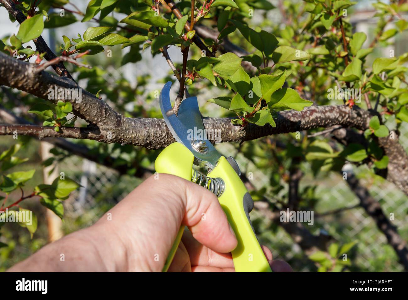 Male farmer looks after the garden. Pruning of fruit tree. Man with ...