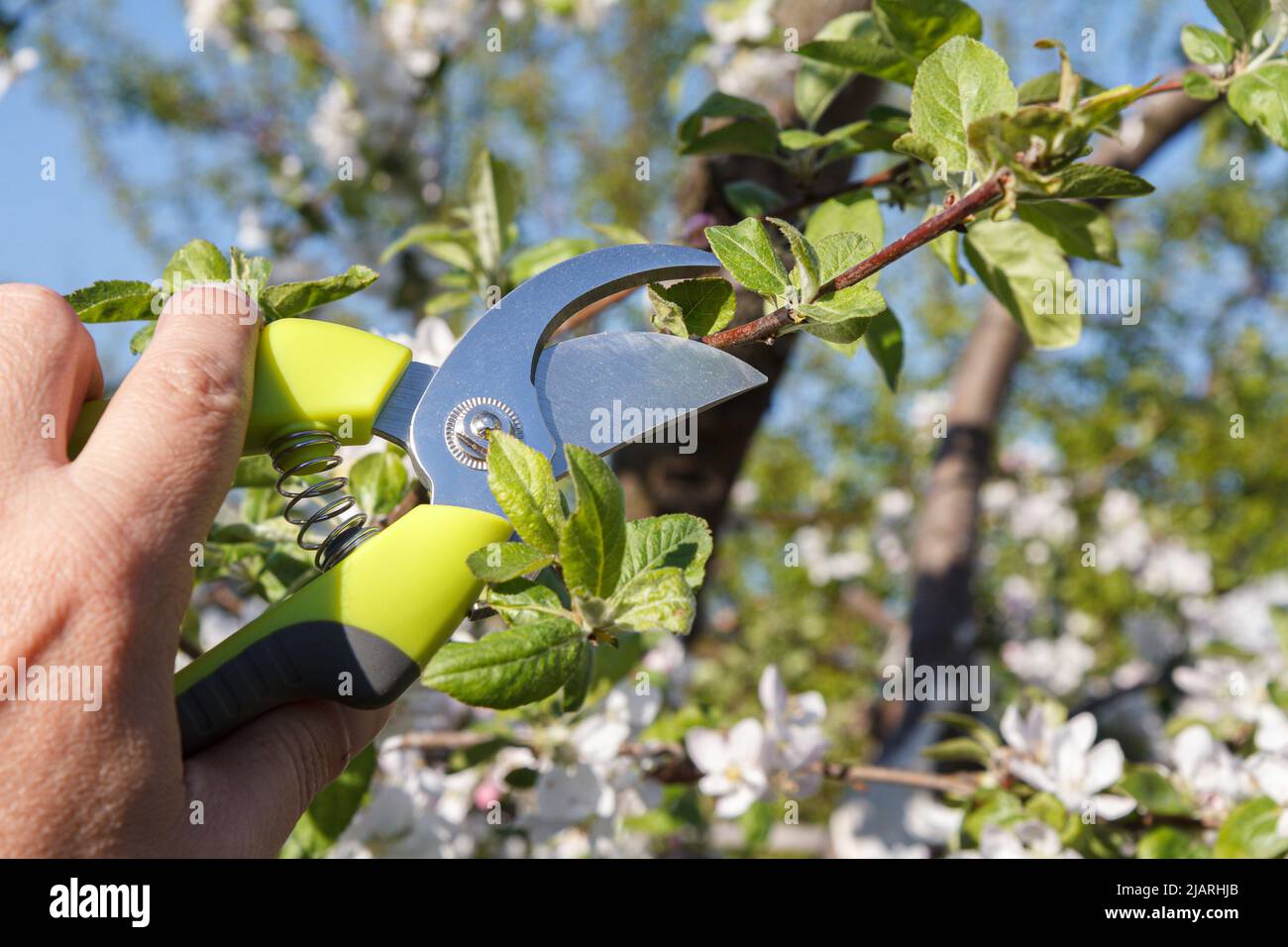 Male farmer look after the garden. Pruning of fruit trees. Man with the ...