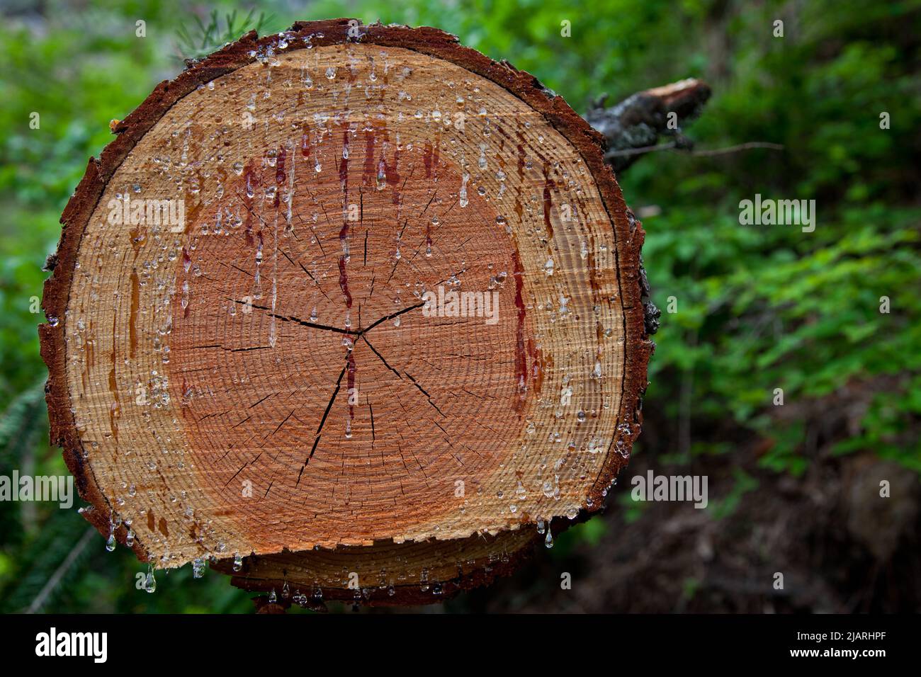 A fresh cut log leaking sap in the woods Stock Photo - Alamy