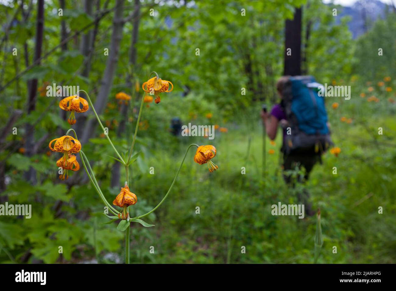 Tiger lily flower hi-res stock photography and images - Alamy