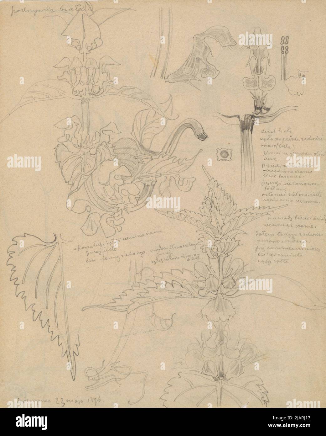 Stanis aw hi-res stock photography and images - Alamy