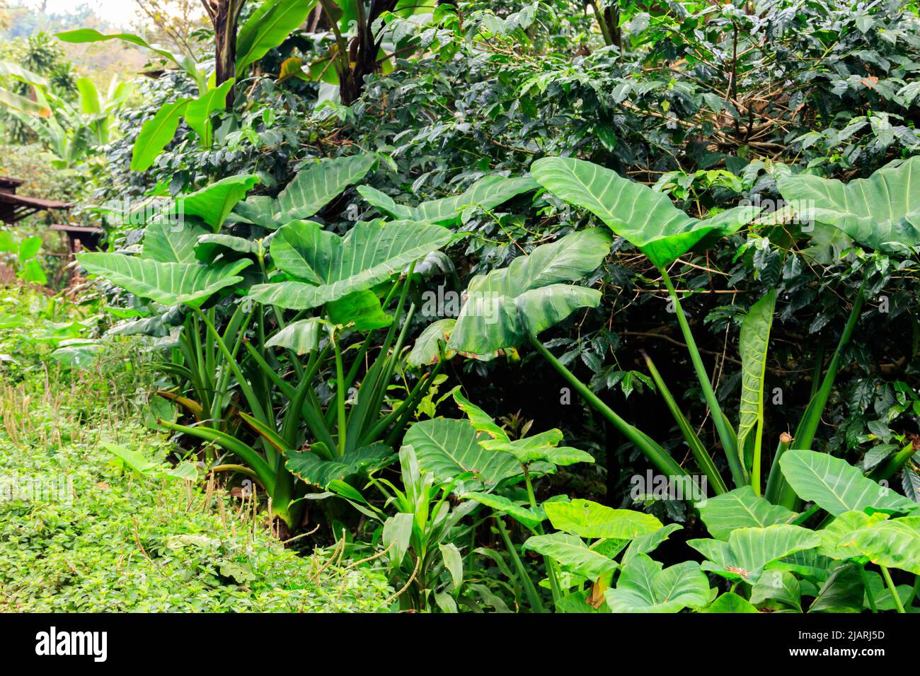 African white yam plants (Dioscorea rotundata) growing on plantation ...