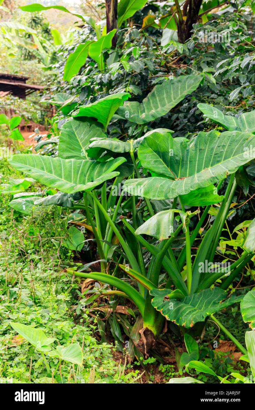 Dioscorea rotundata hi-res stock photography and images - Alamy