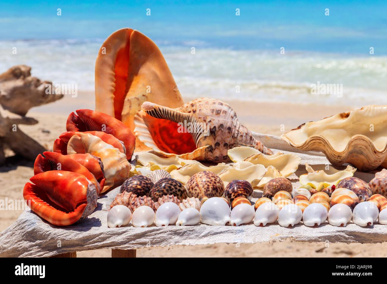 Different seashells for sale on a stall on Nungwi beach, Zanzibar ...