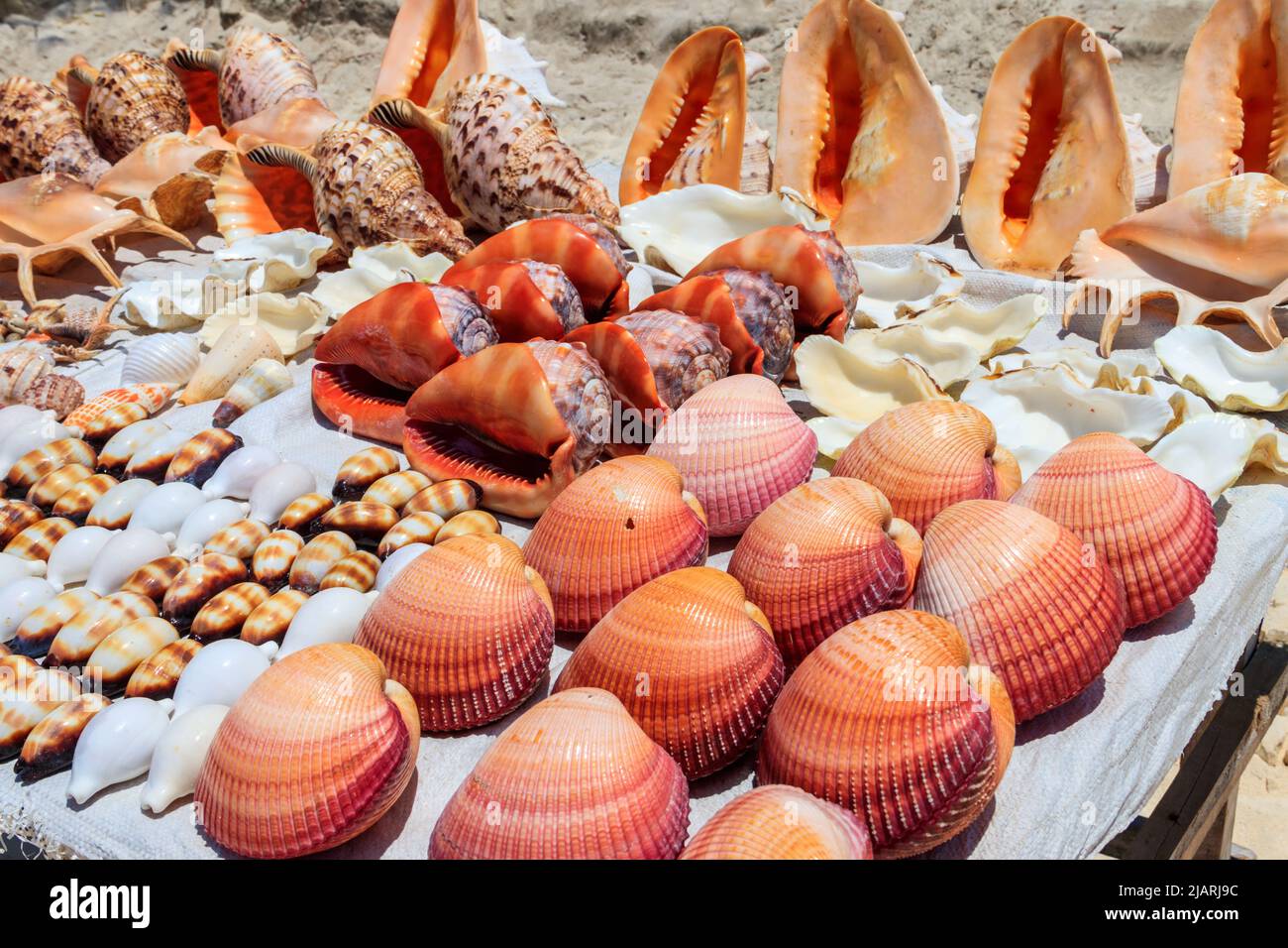 Different seashells for sale on a stall on Nungwi beach, Zanzibar ...