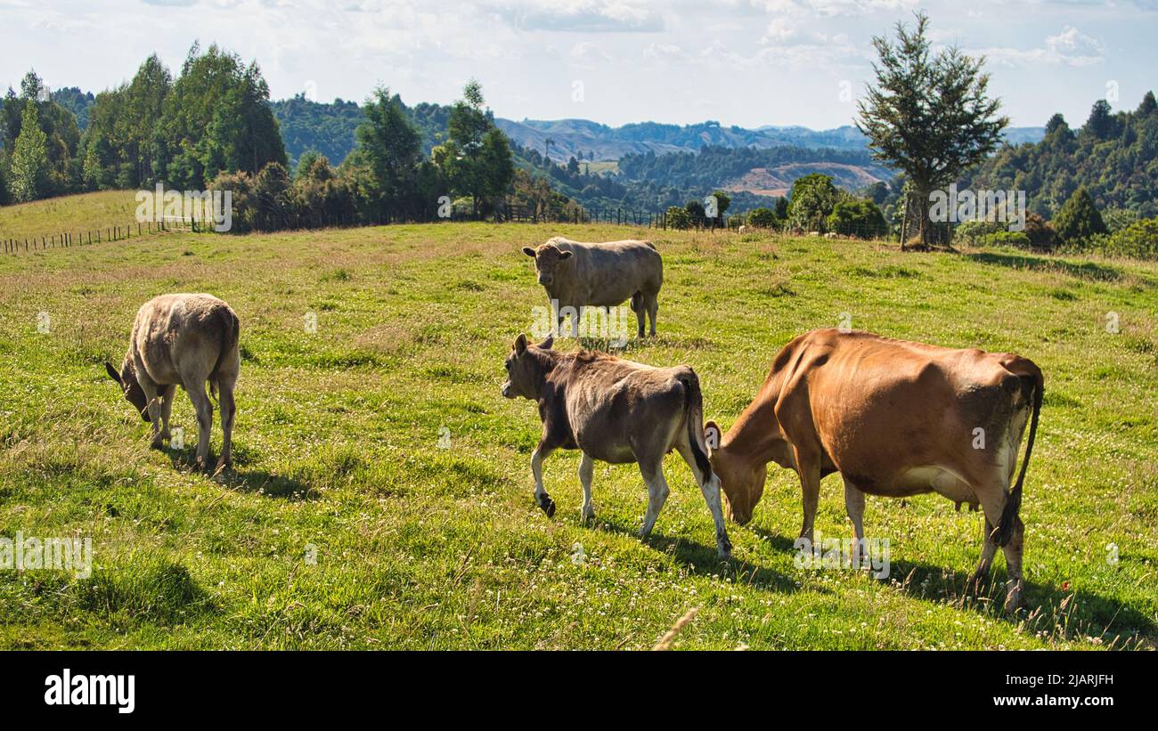 Bull and cows in a paddock in the Tongariro National Park New Zealand ...
