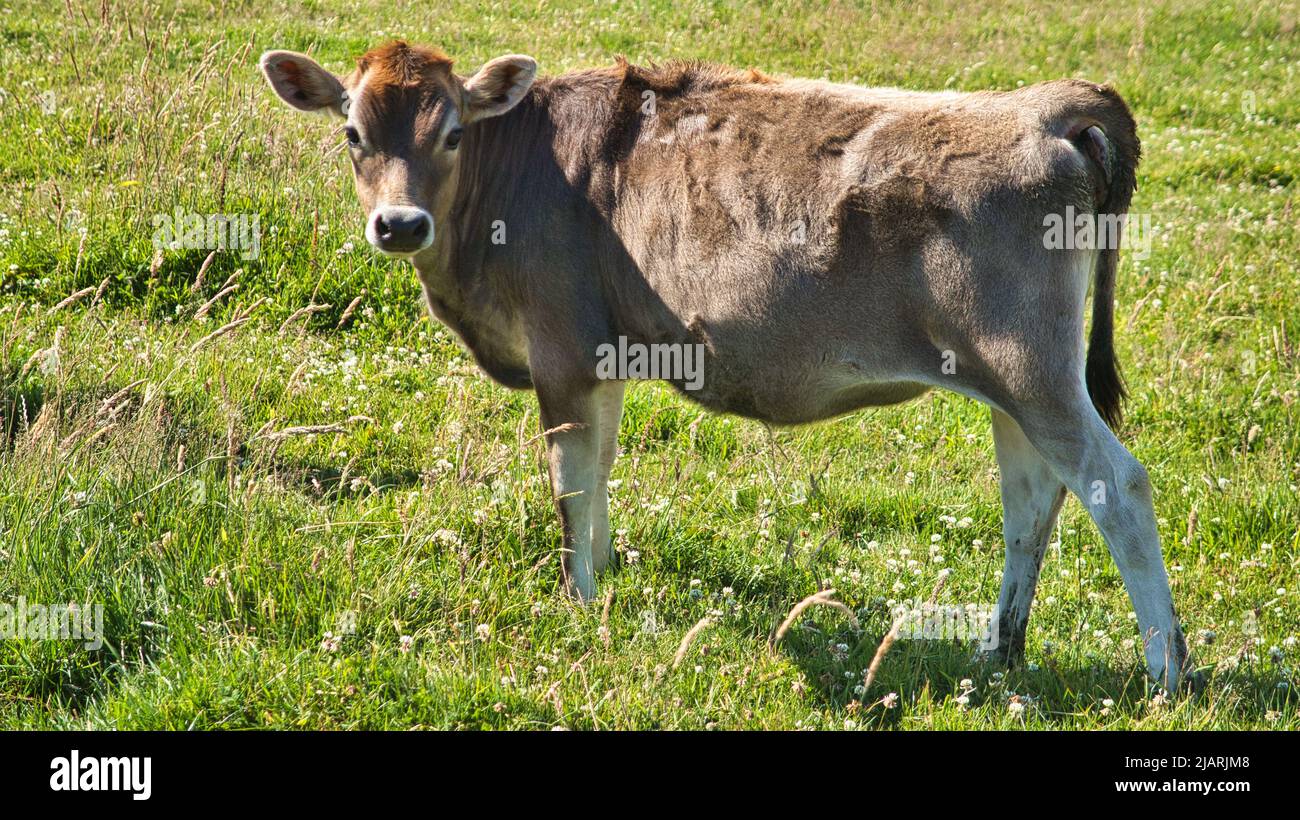 Single cow in a paddock in the Tongariro National Park New Zealand ...