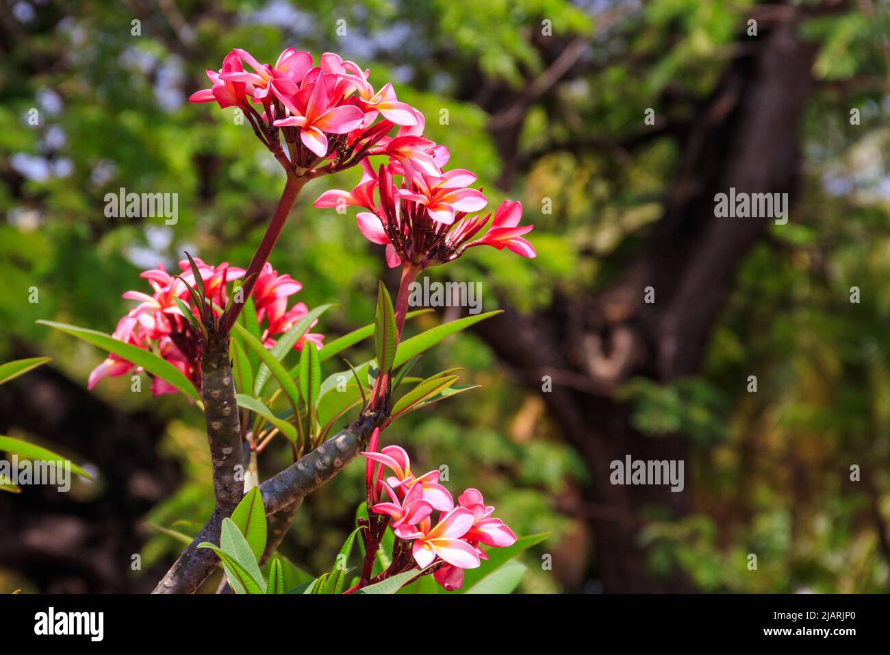 Beautiful blooming Plumeria tree, also known as Frangipani and Temple ...