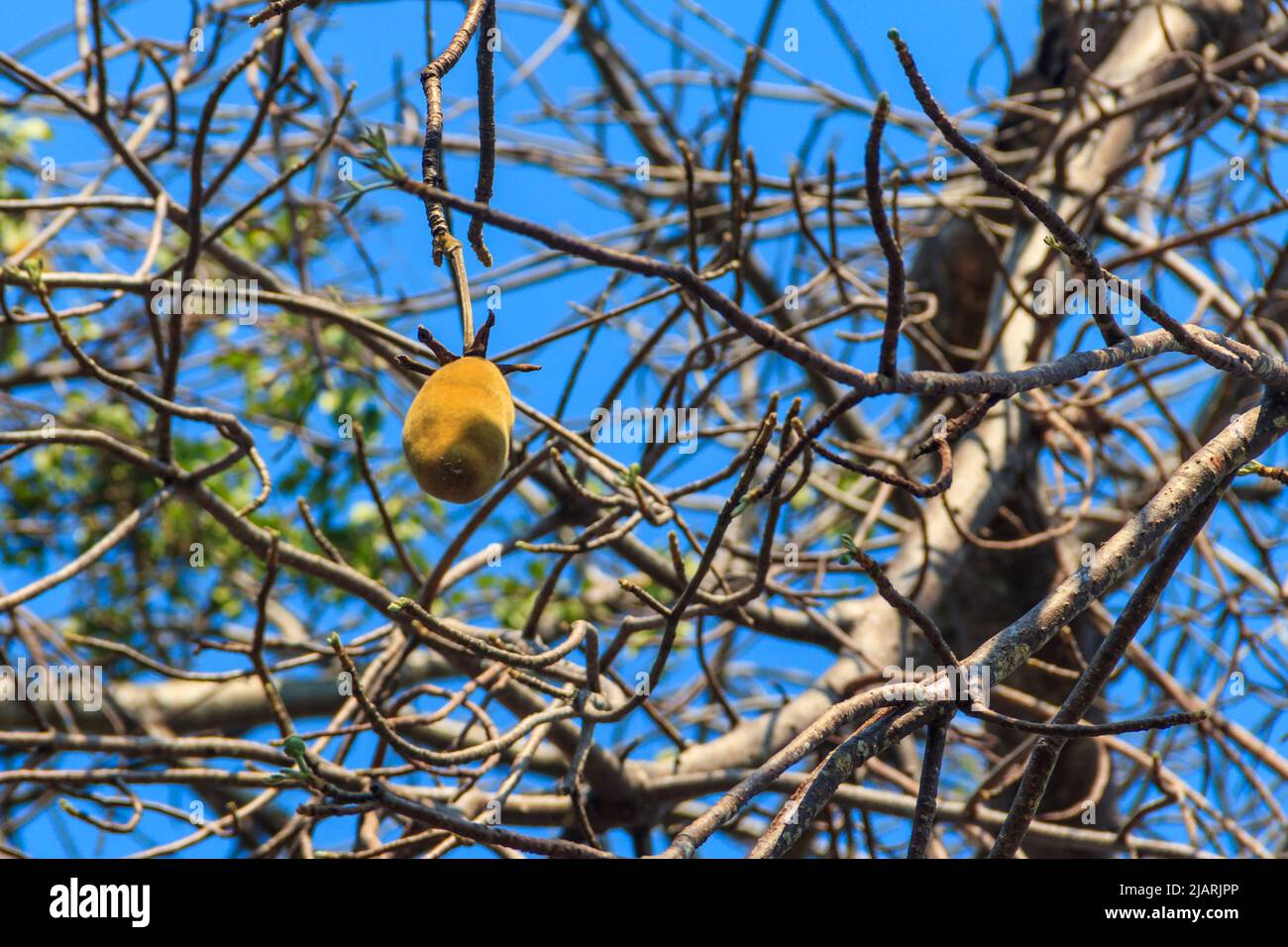 African baobab fruit or Monkey bread growing on a baobab tree ...