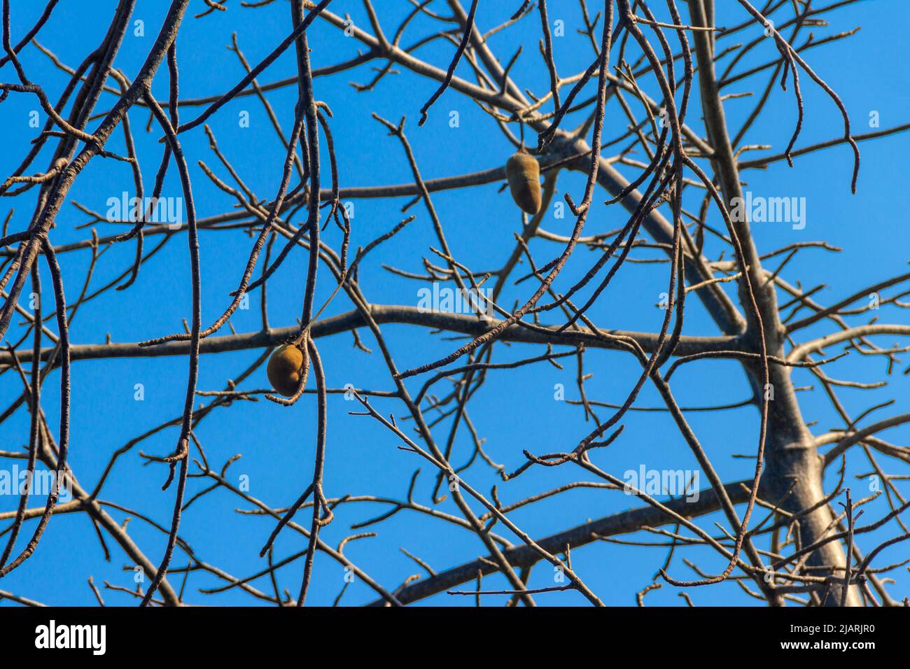 African baobab fruits or Monkey bread growing on a baobab tree ...