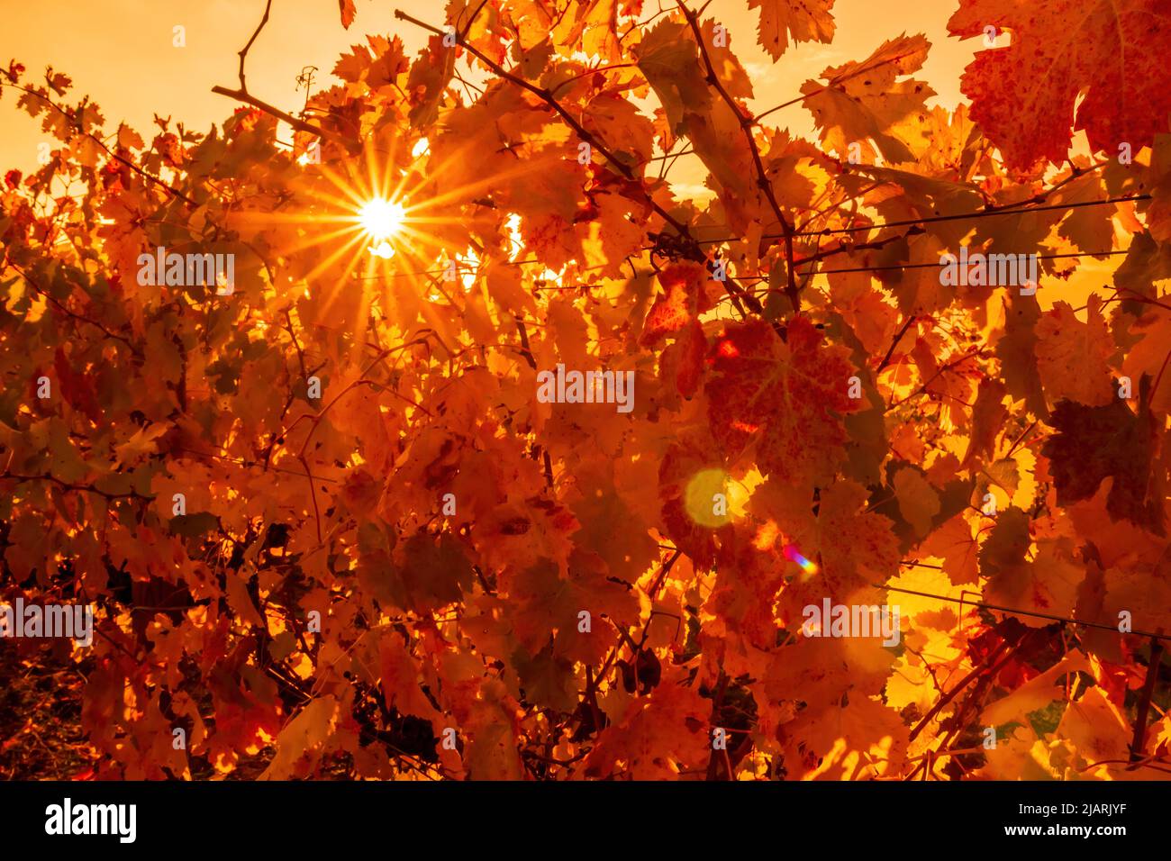 Bright autumn red orange yellow grapevine leaves at vineyard in warm ...