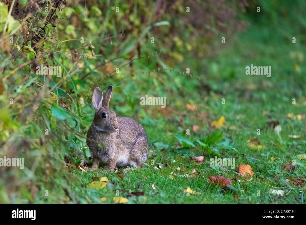 European Rabbit [ Oryctolagus cuniculus ] in wild part of domestic ...