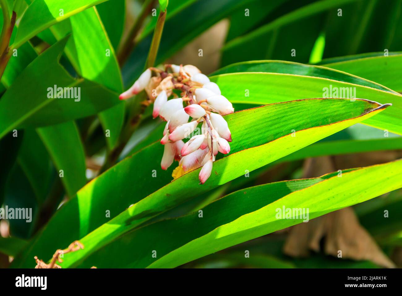 Cardamom flower growing on the spice farm Stock Photo - Alamy
