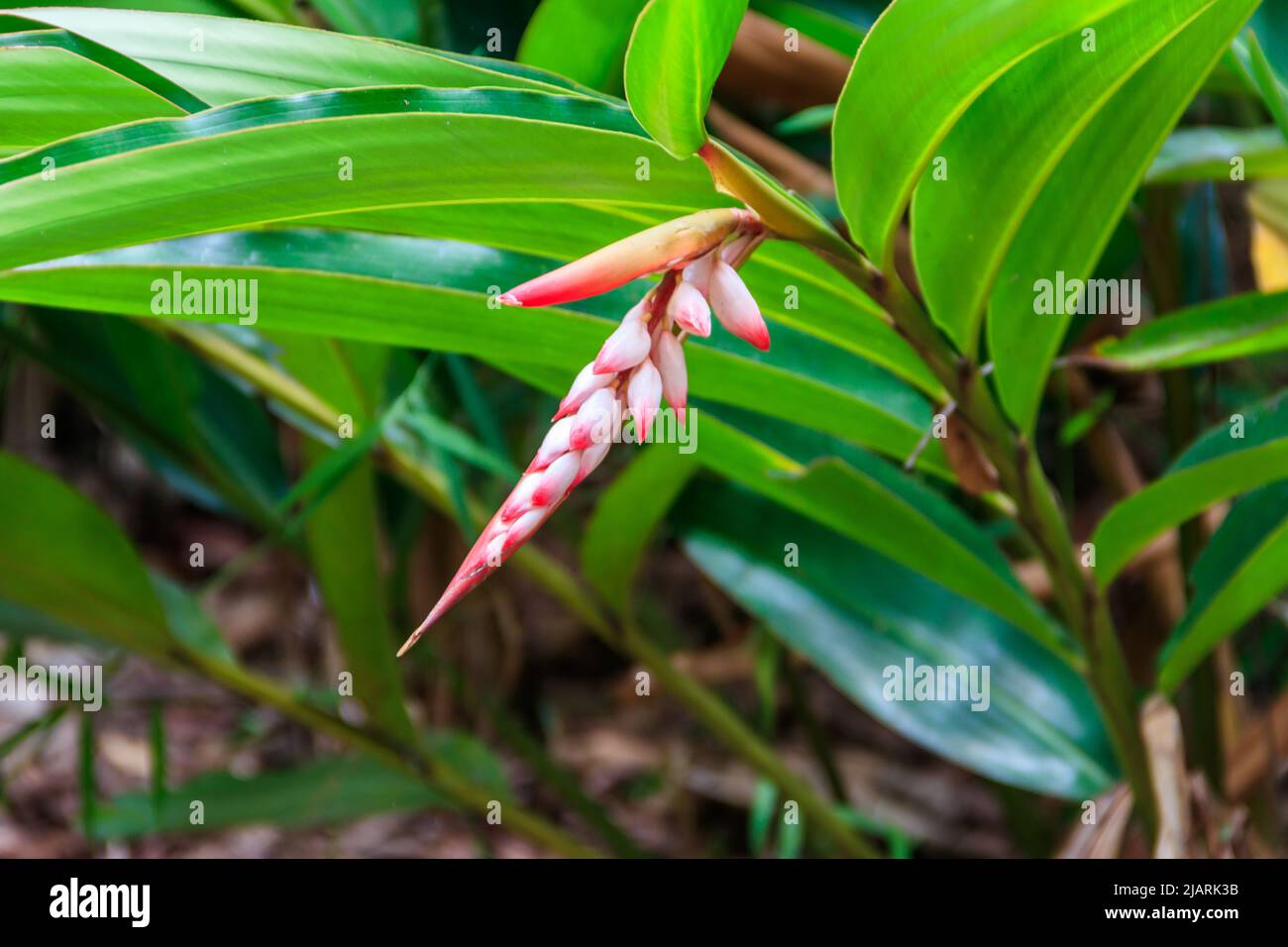 Cardamom flower growing on the spice farm Stock Photo - Alamy